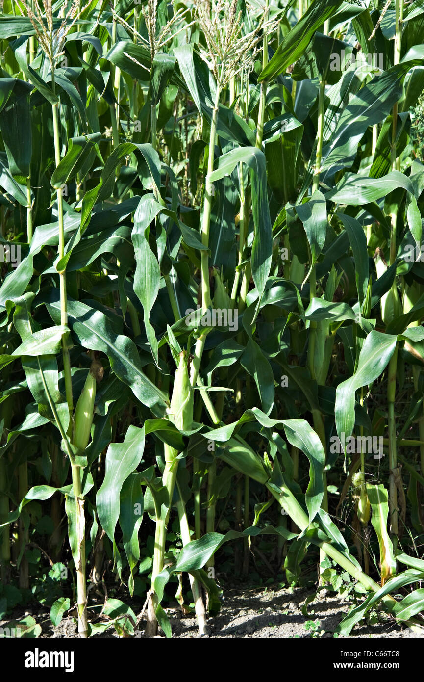 Growing sweet corn hi-res stock photography and images - Alamy