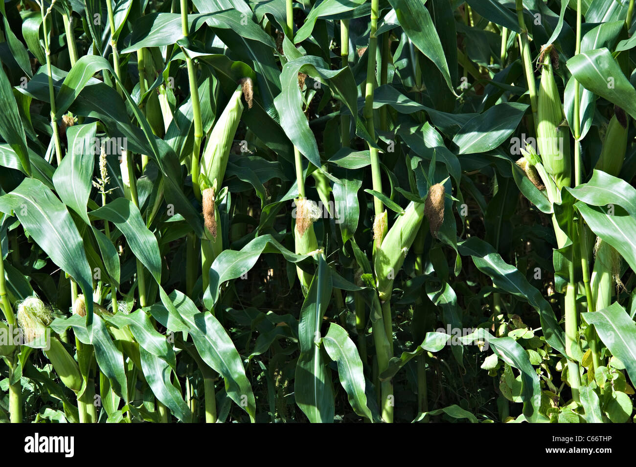 Popular cattle feed hi-res stock photography and images - Alamy
