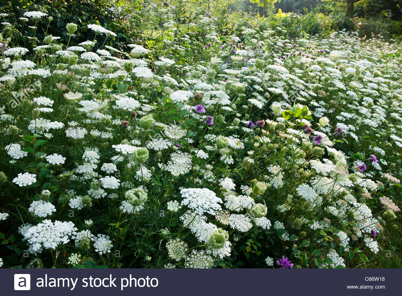 Daucus Carota Stock Photos & Daucus Carota Stock Images - Alamy