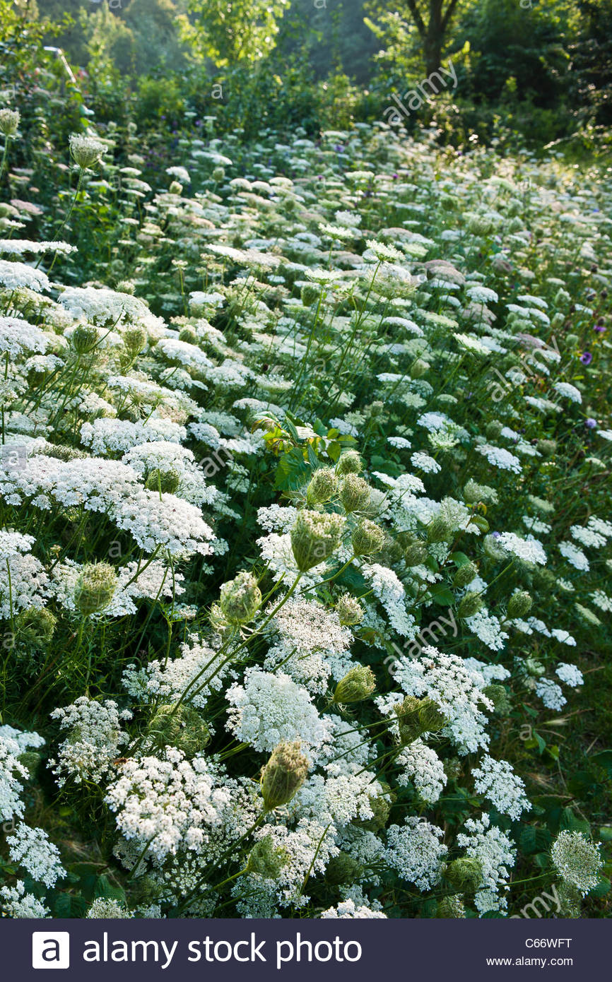 Daucus Carota Stock Photos & Daucus Carota Stock Images - Alamy
