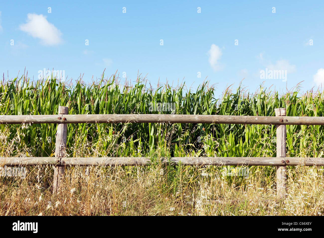 Corn field, behind a wooden fence, against a blue sky and clouds Stock ...