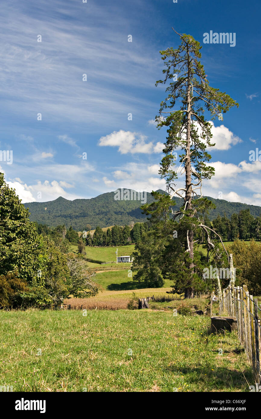 Beautiful Forest and Mountainous Scenery Seen From Kakaramea Road ...