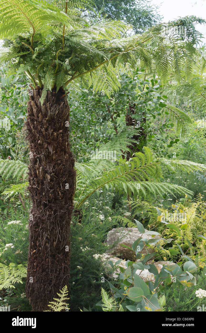 London, Kew Gardens, Royal Horticultural Society - Australian tree fern ...