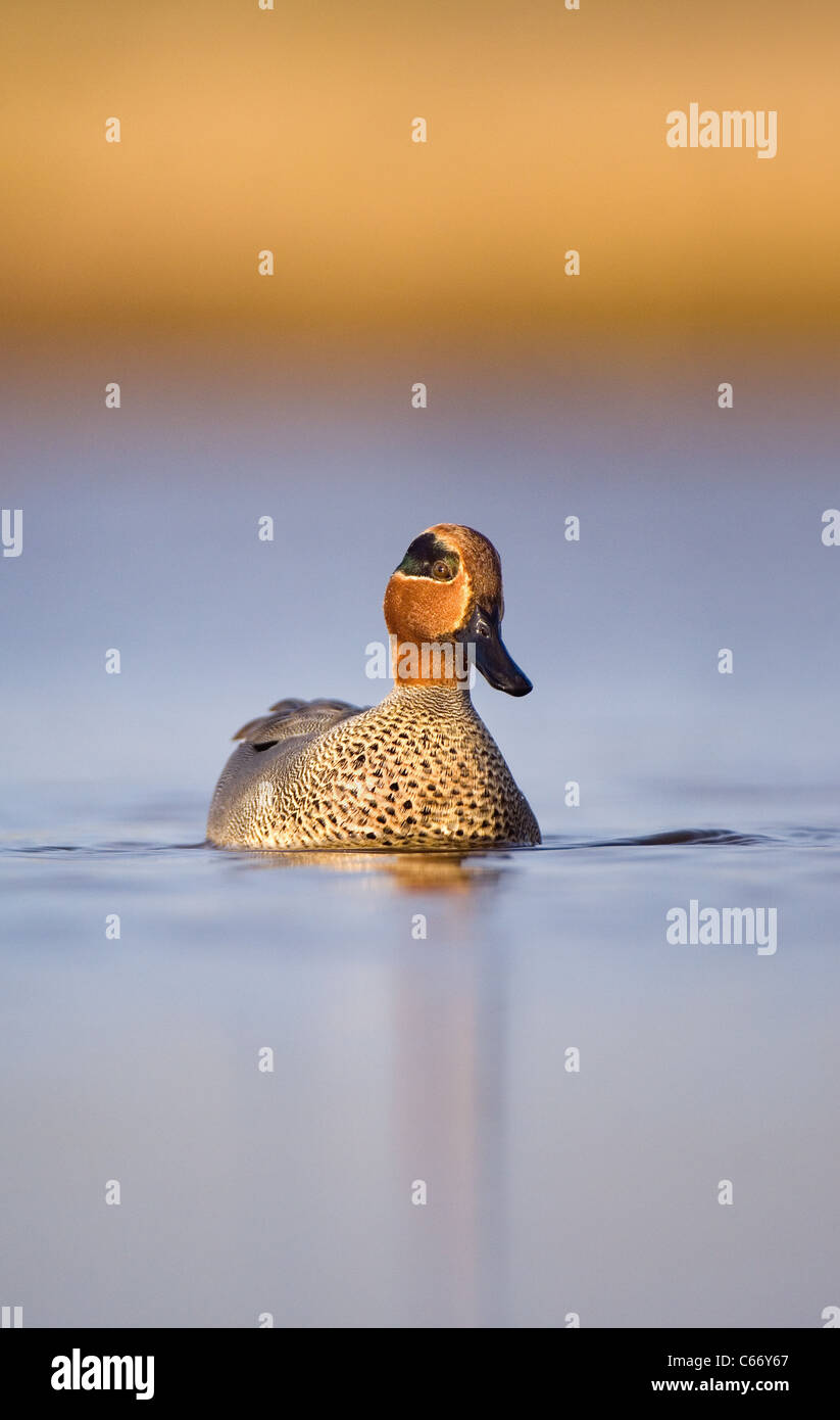 Teal lagoon hi-res stock photography and images - Alamy