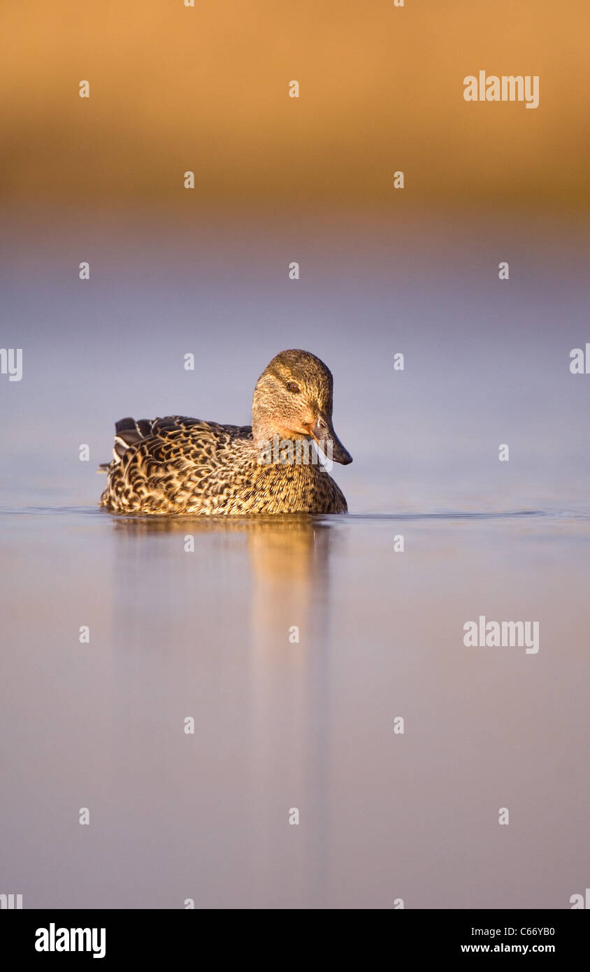 Teal lagoon hi-res stock photography and images - Alamy