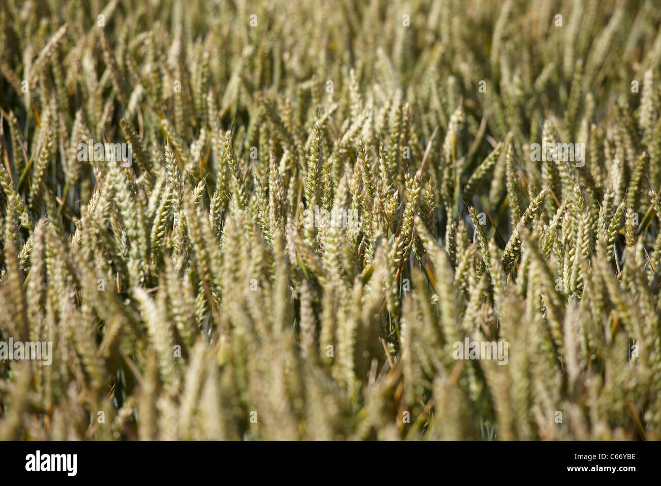 Wheat fields at Arromanches, Normandy Stock Photo - Alamy