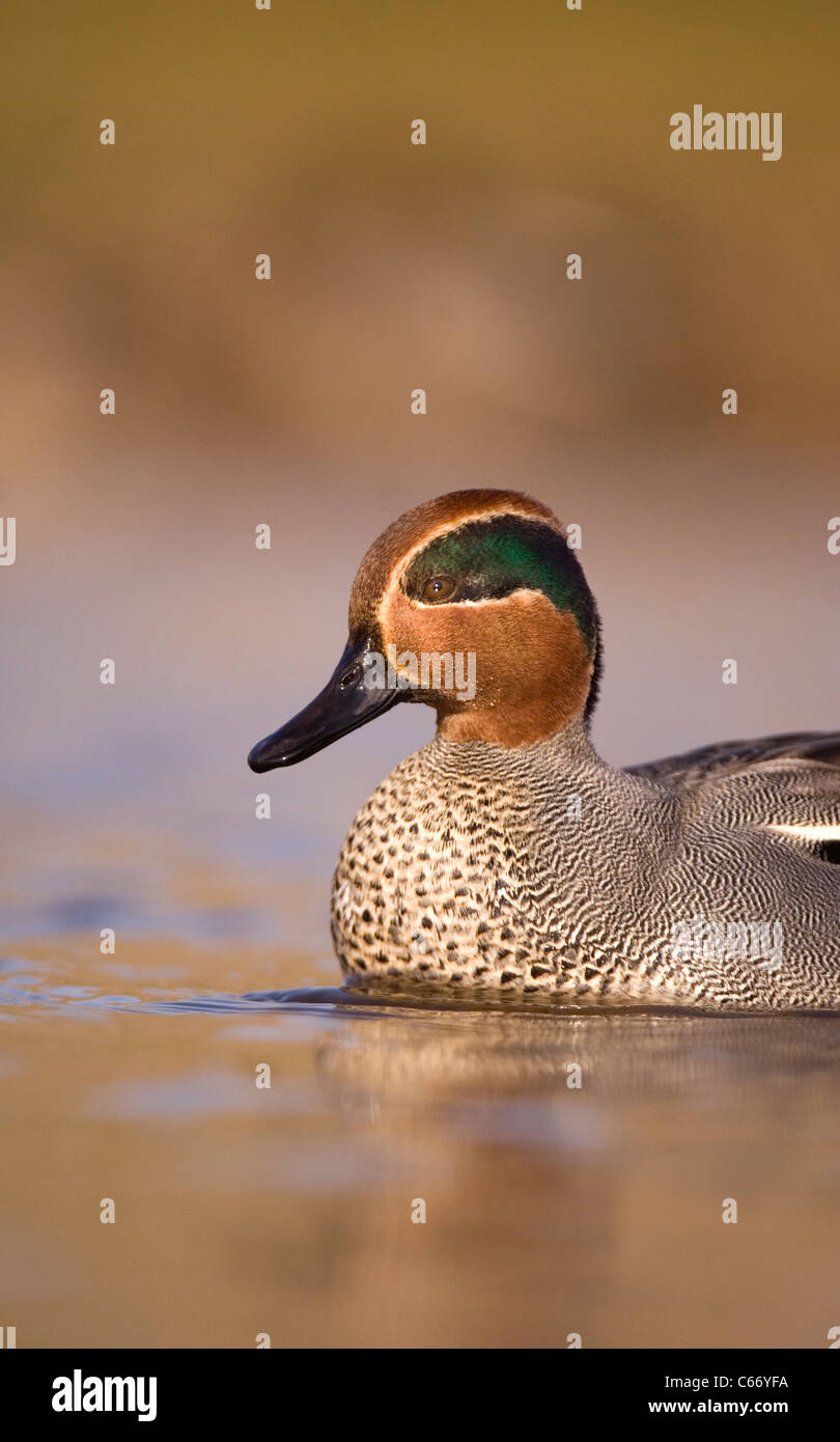 Andrew Parkinson Stock Photos & Andrew Parkinson Stock Images - Alamy