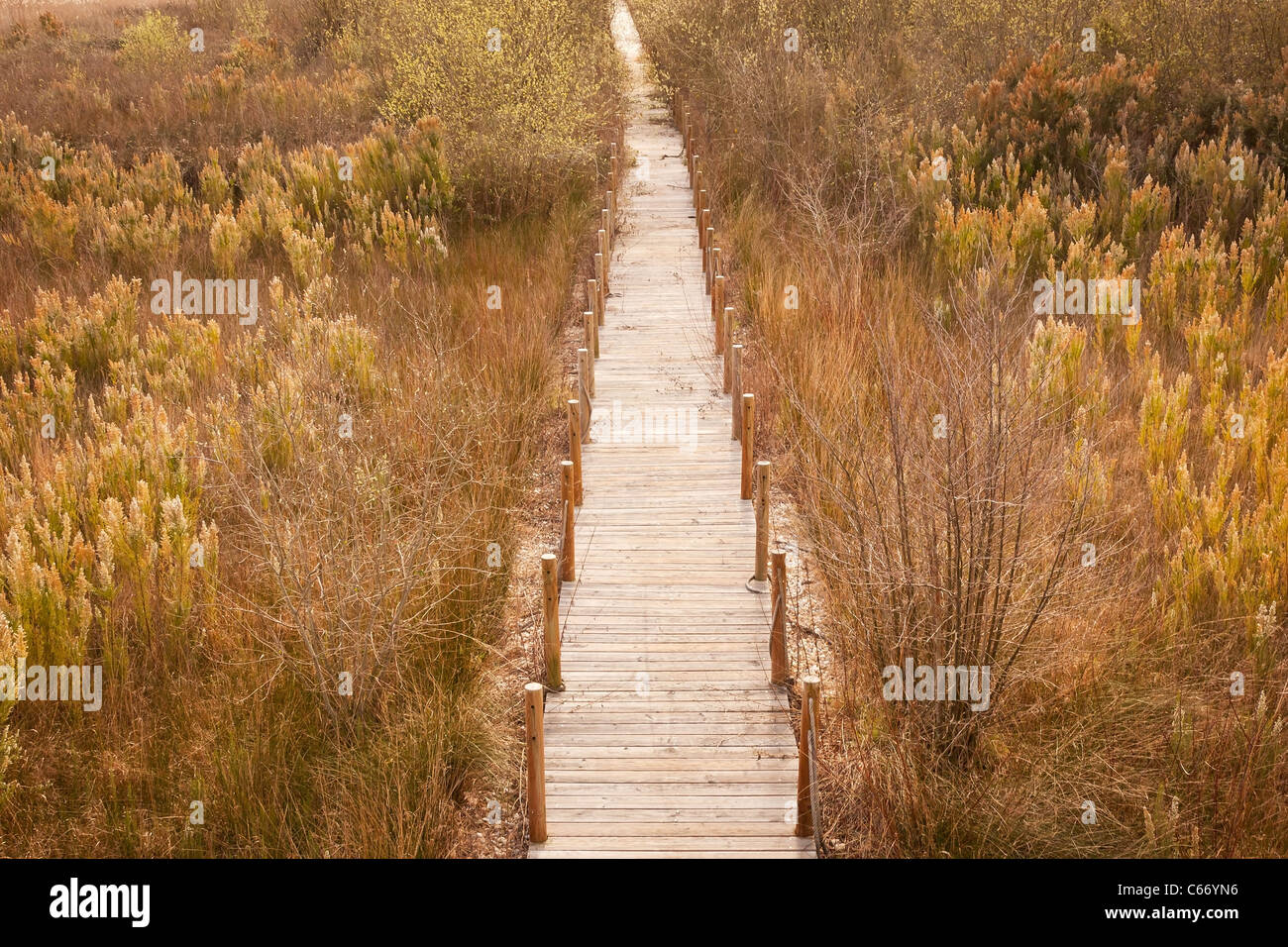 Wooden walkway plank hi-res stock photography and images - Alamy