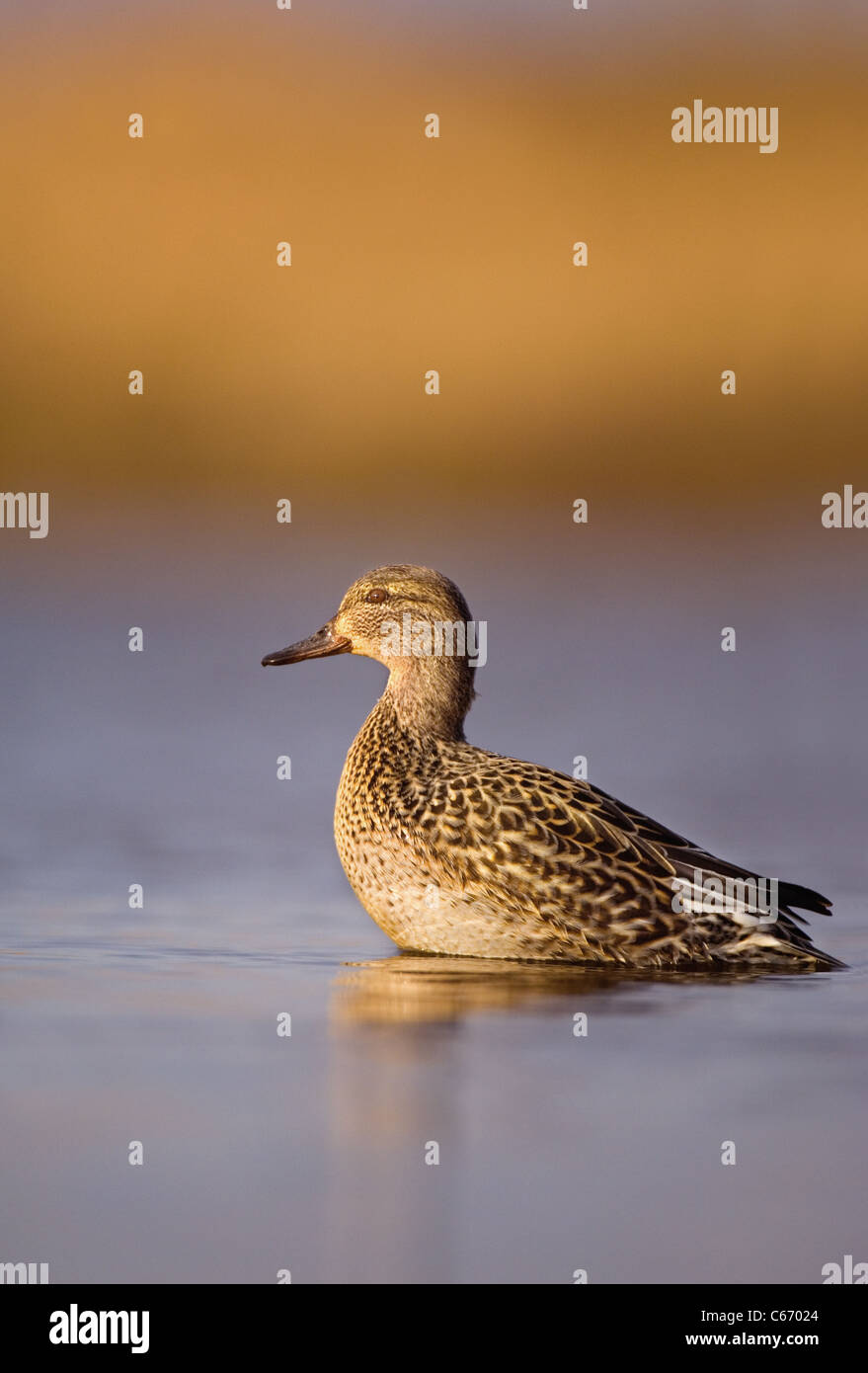 TEAL Anas crecca Profile of an alert adult female in golden morning ...