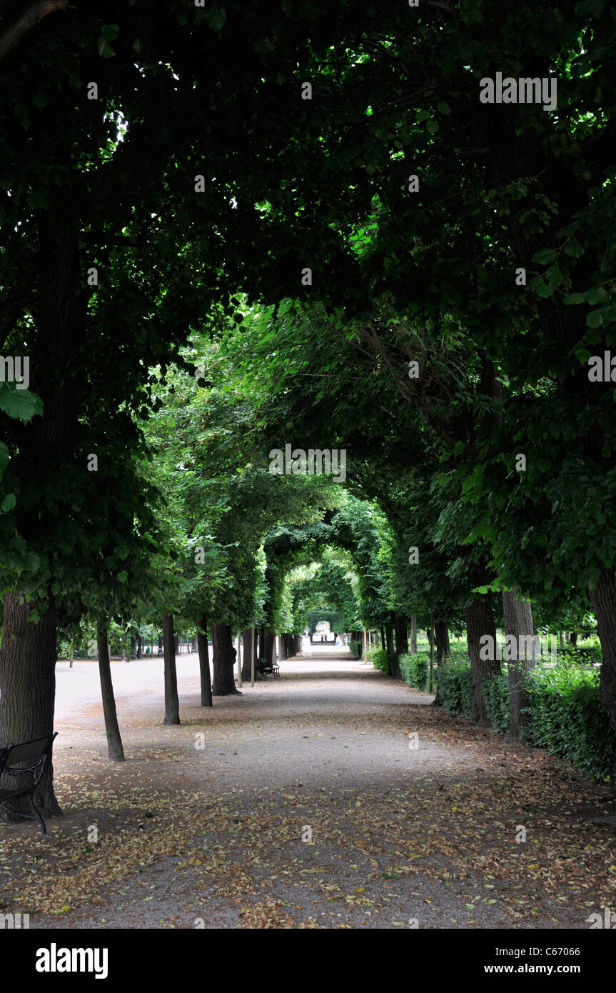 Vienna tree hi-res stock photography and images - Alamy