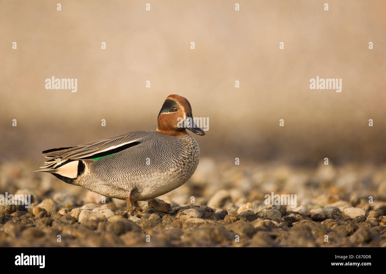 Andrew parkinson hi-res stock photography and images - Alamy