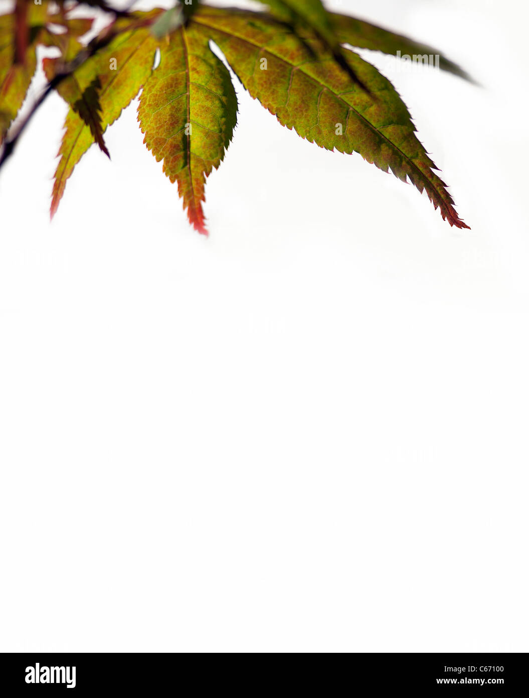 Page detail hi-res stock photography and images - Alamy