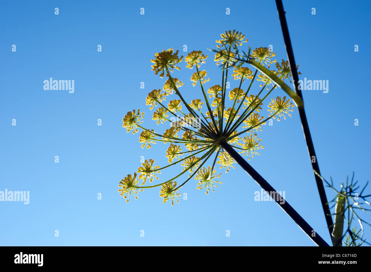 Anise plant hi-res stock photography and images - Alamy