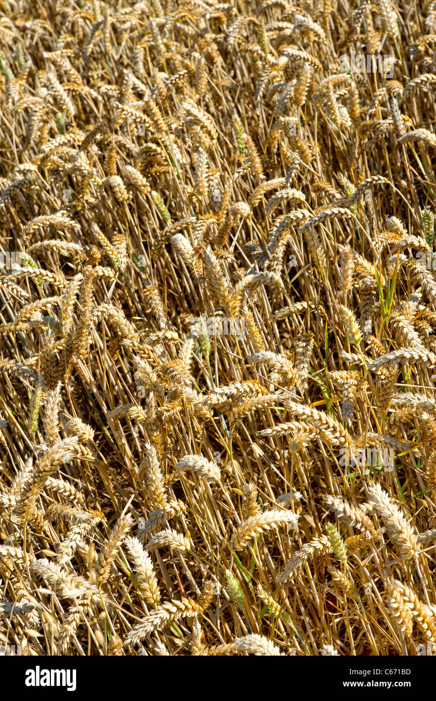 Field of ripe wheat ready for harvesting, The Cotswolds ...