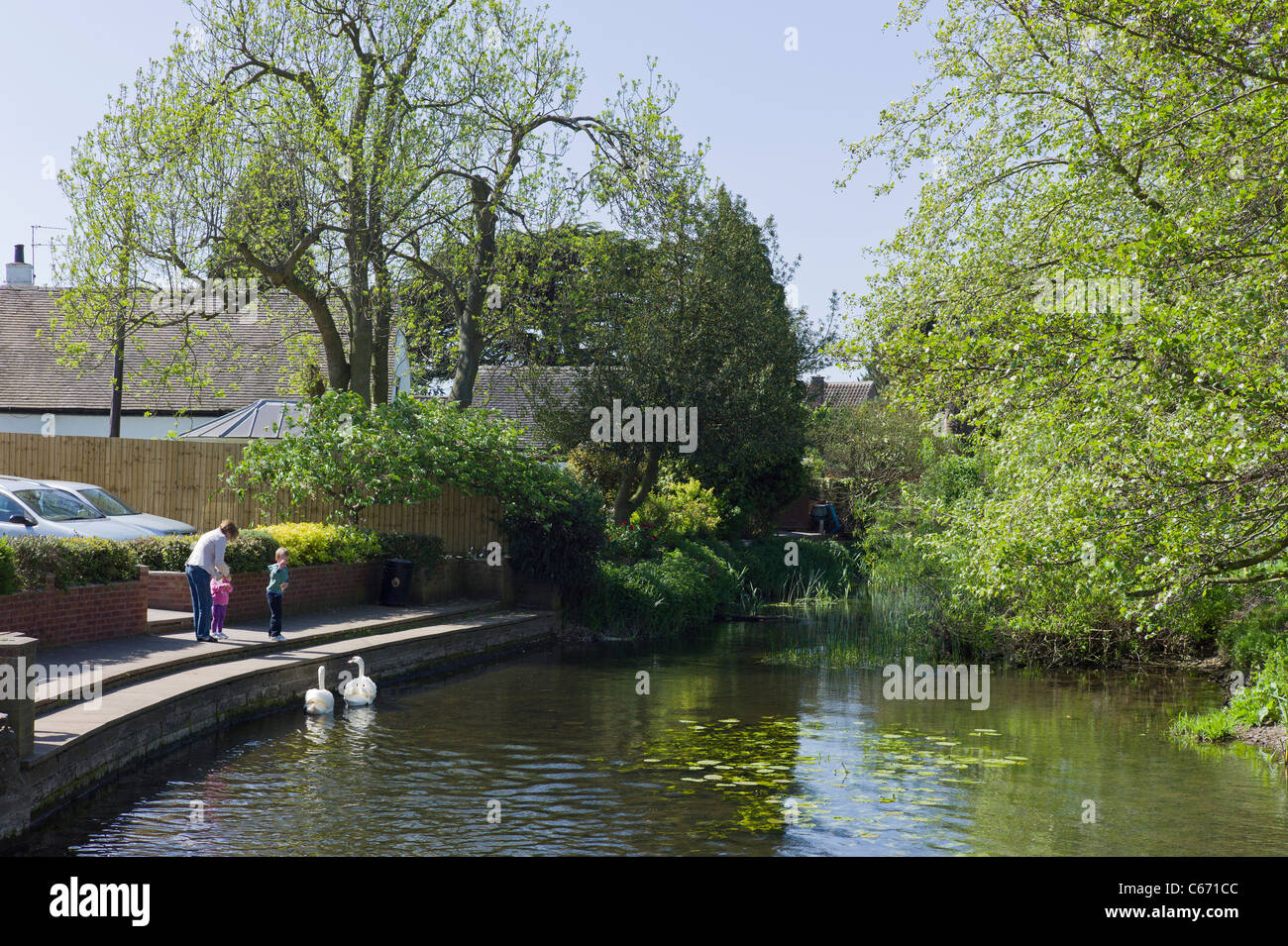 Feeding the swans on River Anker in Witherley Leicestershire UK Stock ...