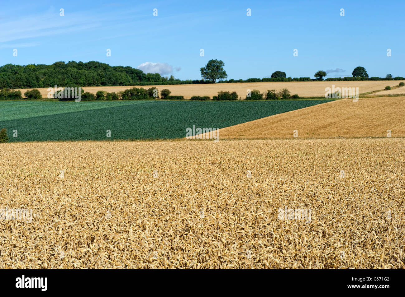 Field of ripe wheat ready for harvesting, The Cotswolds ...