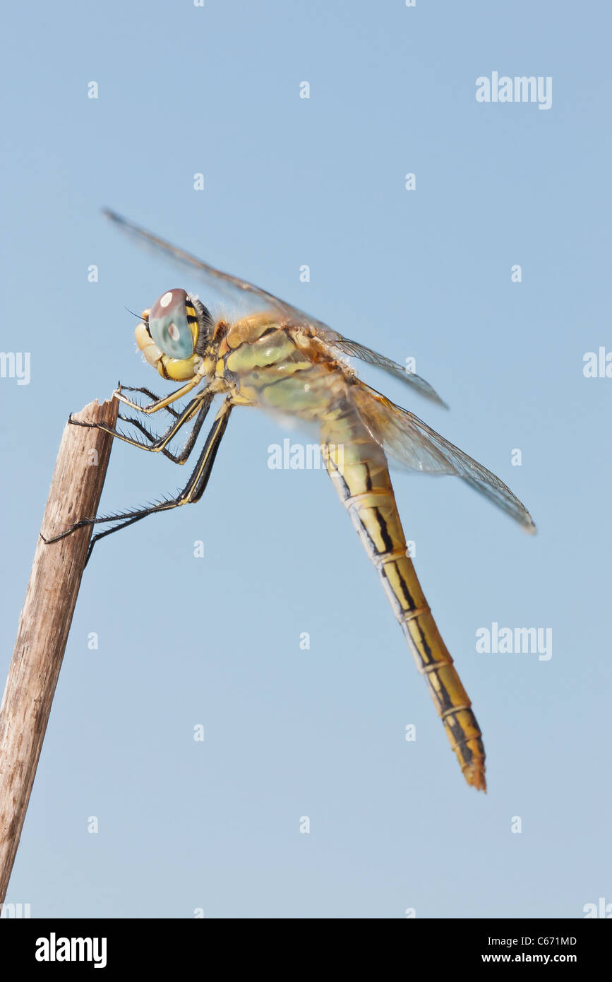 A life-size closeup of a yellow dragonfly Stock Photo - Alamy