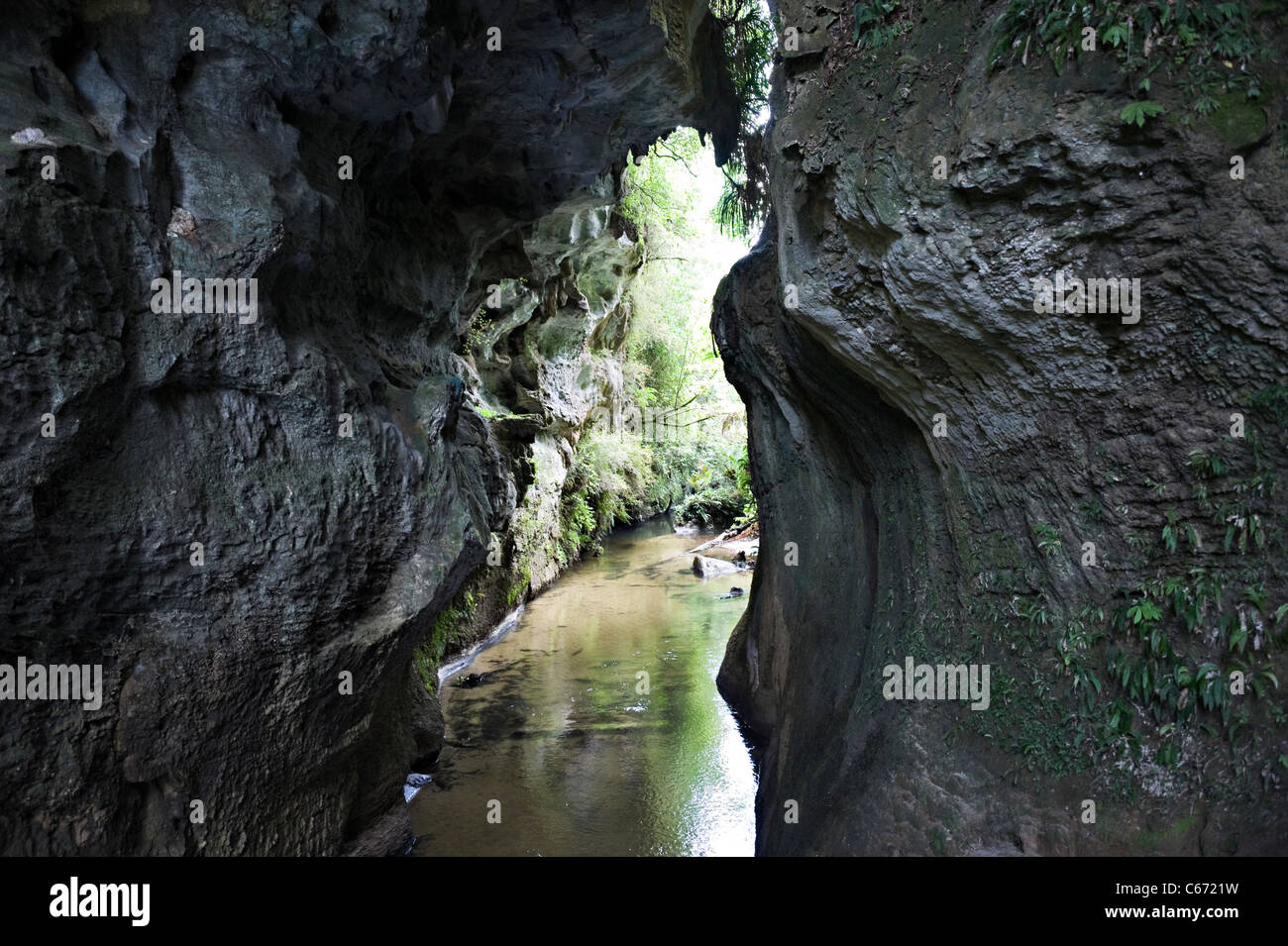 The Beautiful Limestone Mangapohue Natural Bridge in Waitomo Caves ...