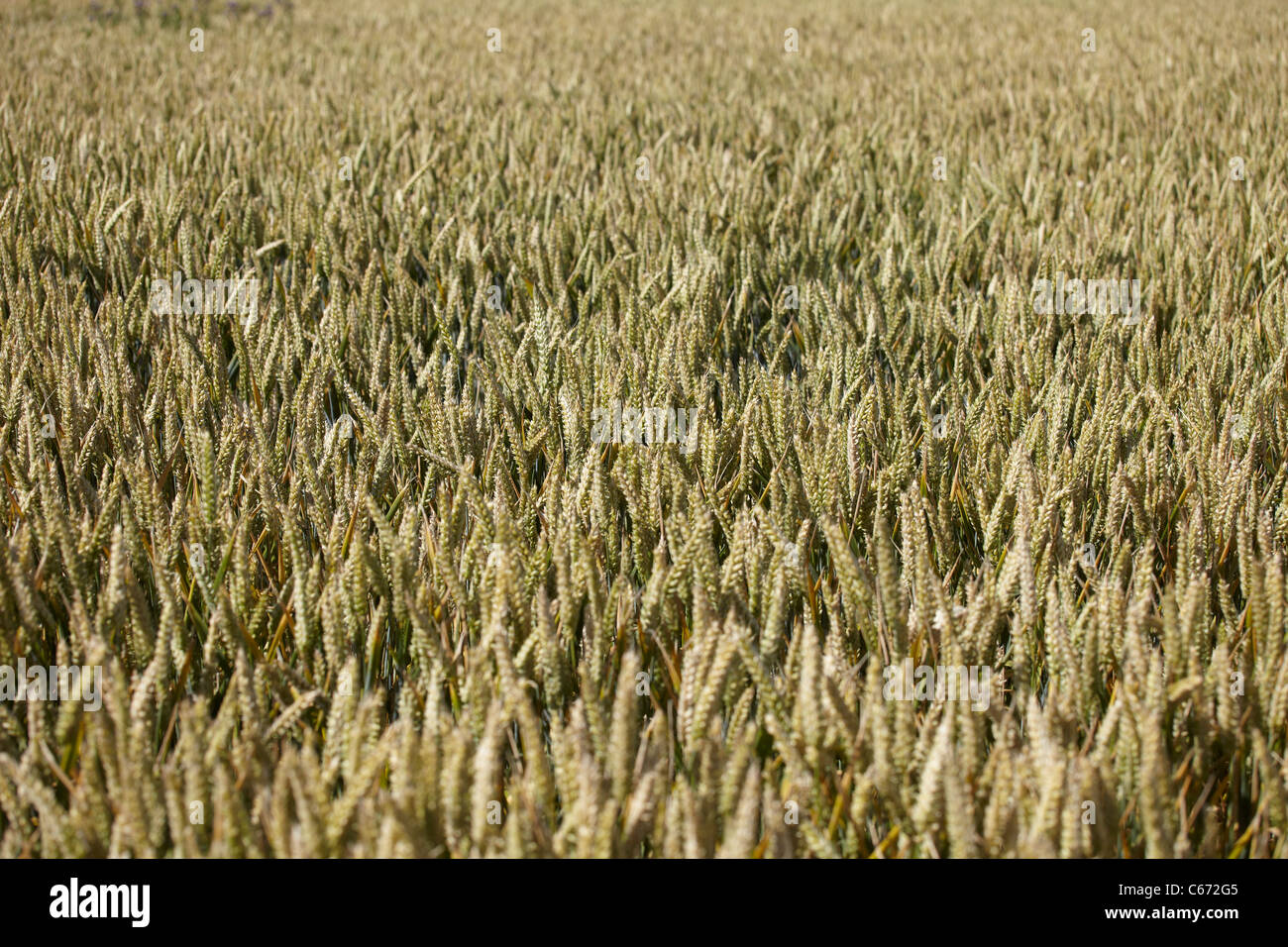 Wheat fields at Arromanches, Normandy Stock Photo - Alamy