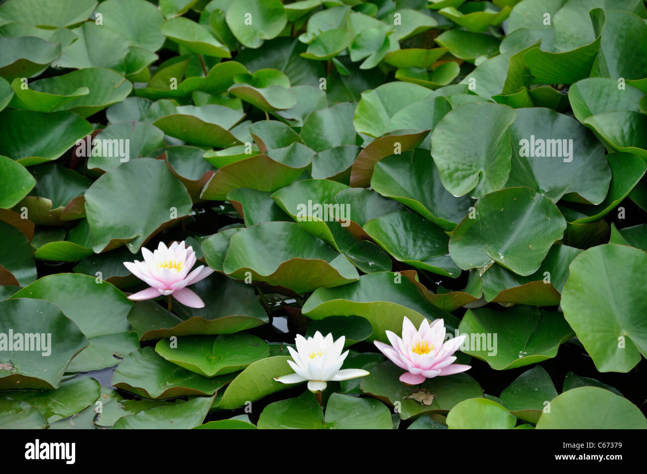 Lily pond at Schonbrunn Palace, Vienna, Austria, Europe Stock Photo - Alamy