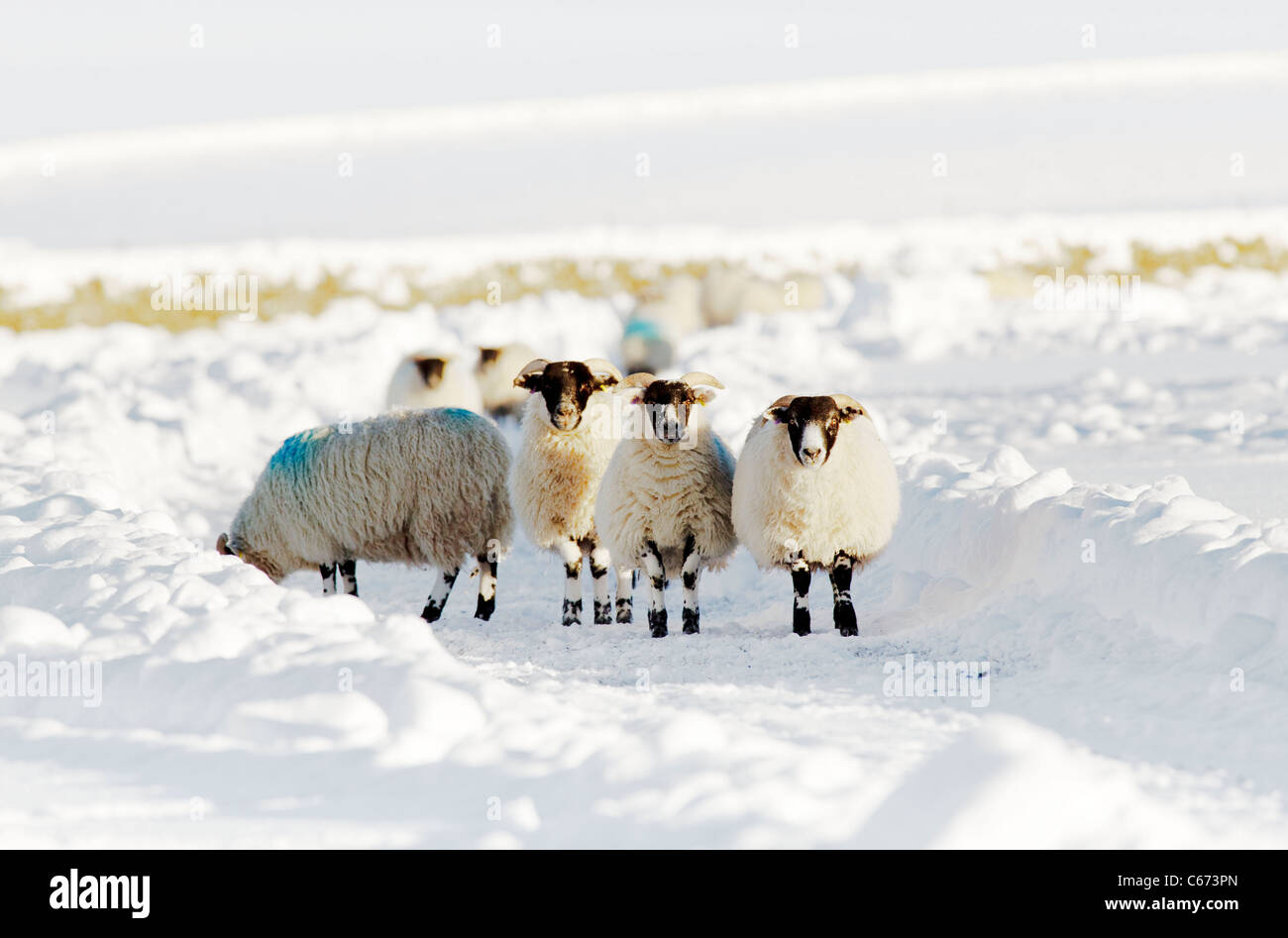 Winter scene in Perthshire Scotland - sheep feeding during the winter ...