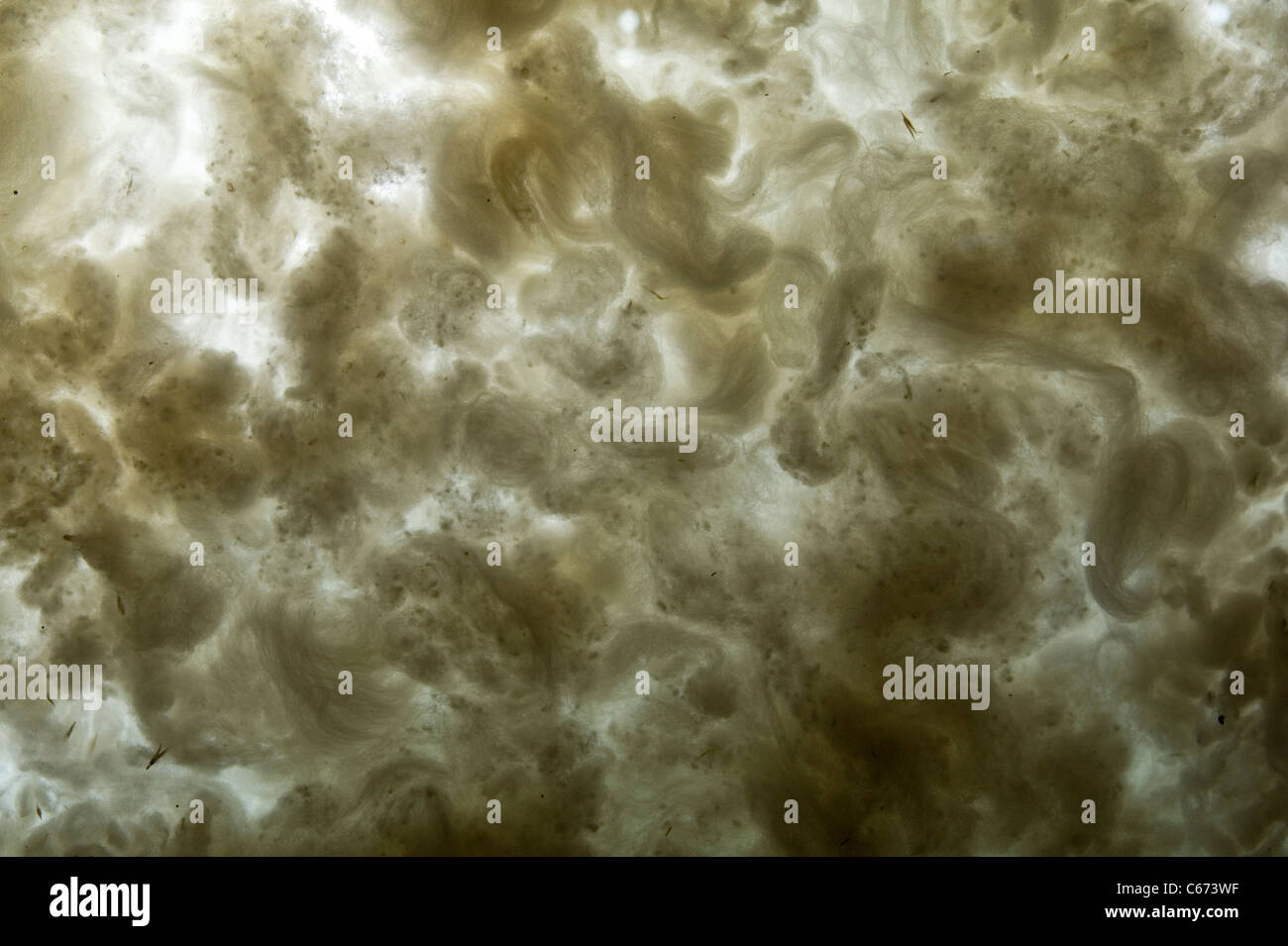 Fiber sheep hi-res stock photography and images - Alamy