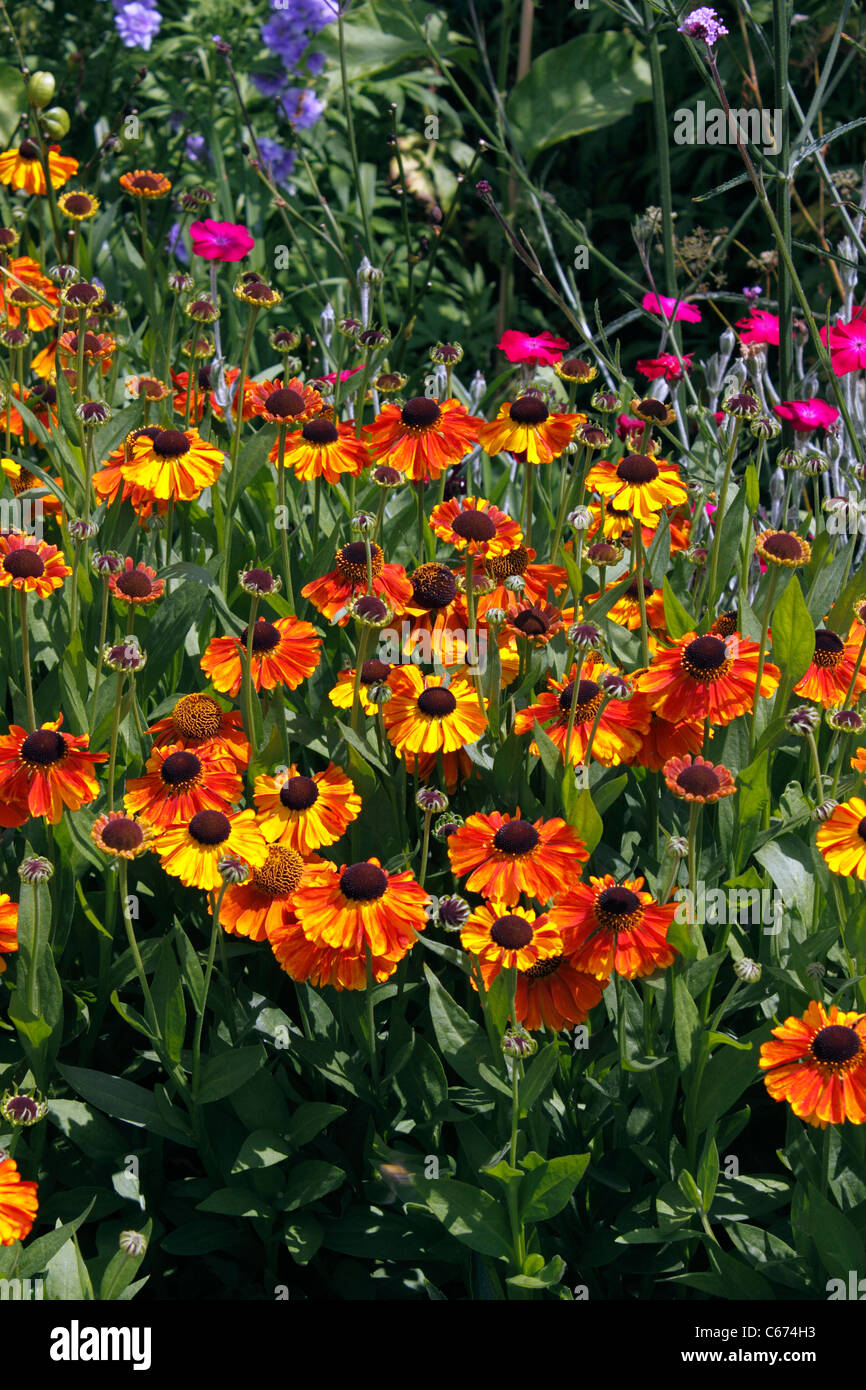 HELENIUM WALDTRAUT. HELEN'S FLOWER. ORANGE Stock Photo - Alamy