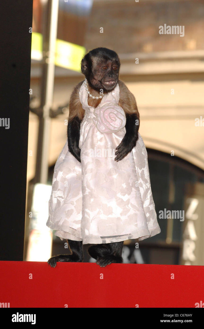 The hangover part 2 monkey hi-res stock photography and images - Alamy