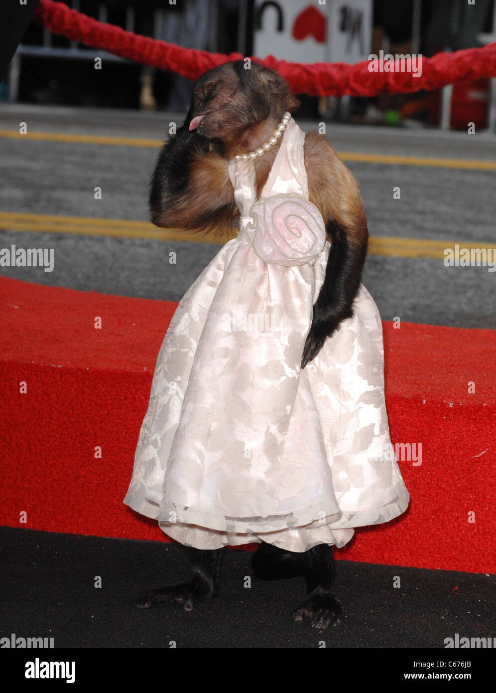 Crystal the Monkey at arrivals for THE HANGOVER PART 2 Premiere ...