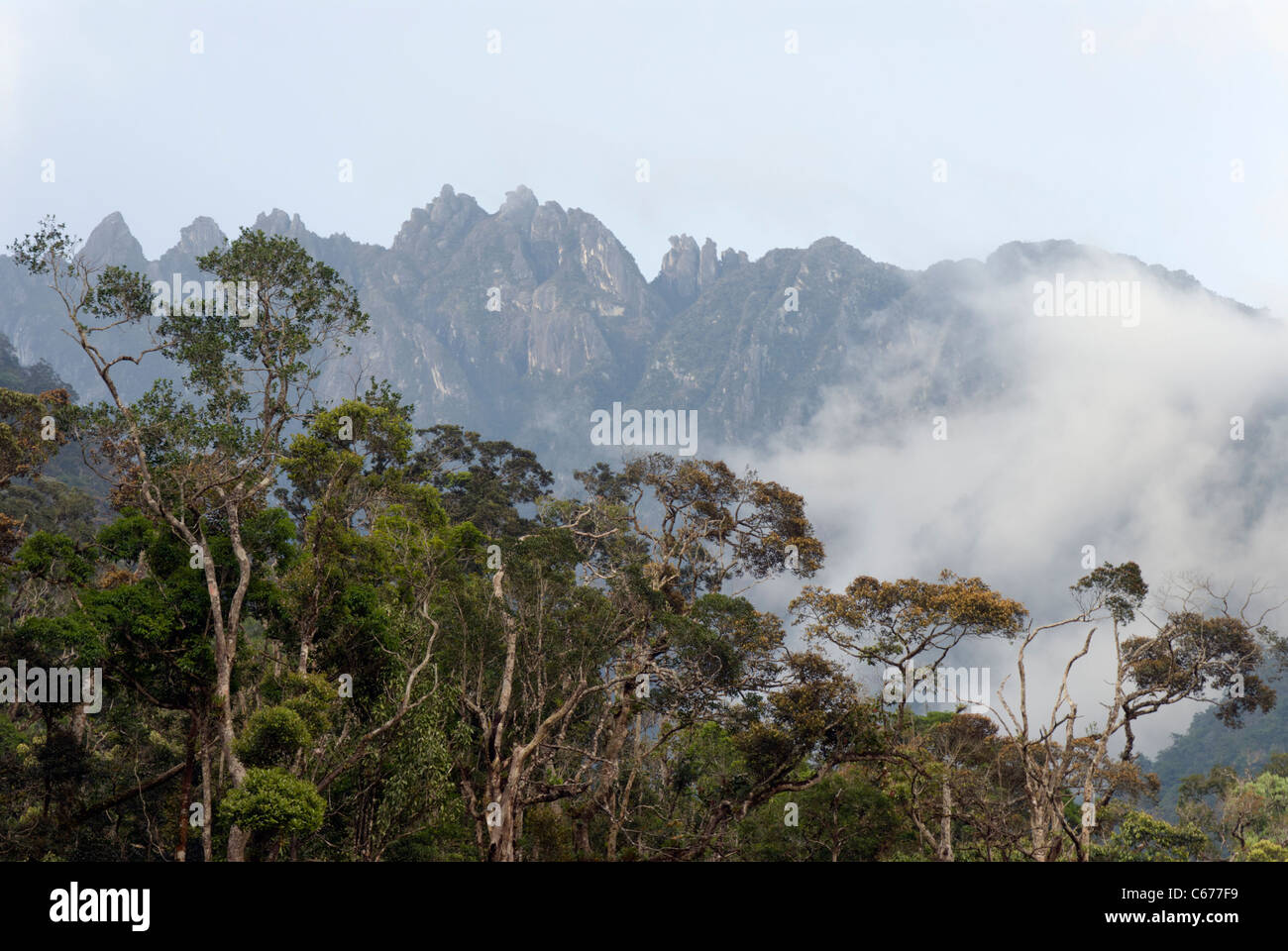 Lower montane oak-chestnut forest and the Mesilau Pinnacles in Mount ...