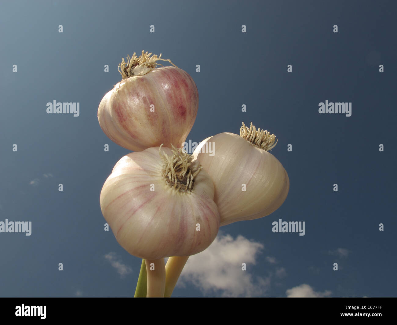 Blue garlic hi-res stock photography and images - Alamy