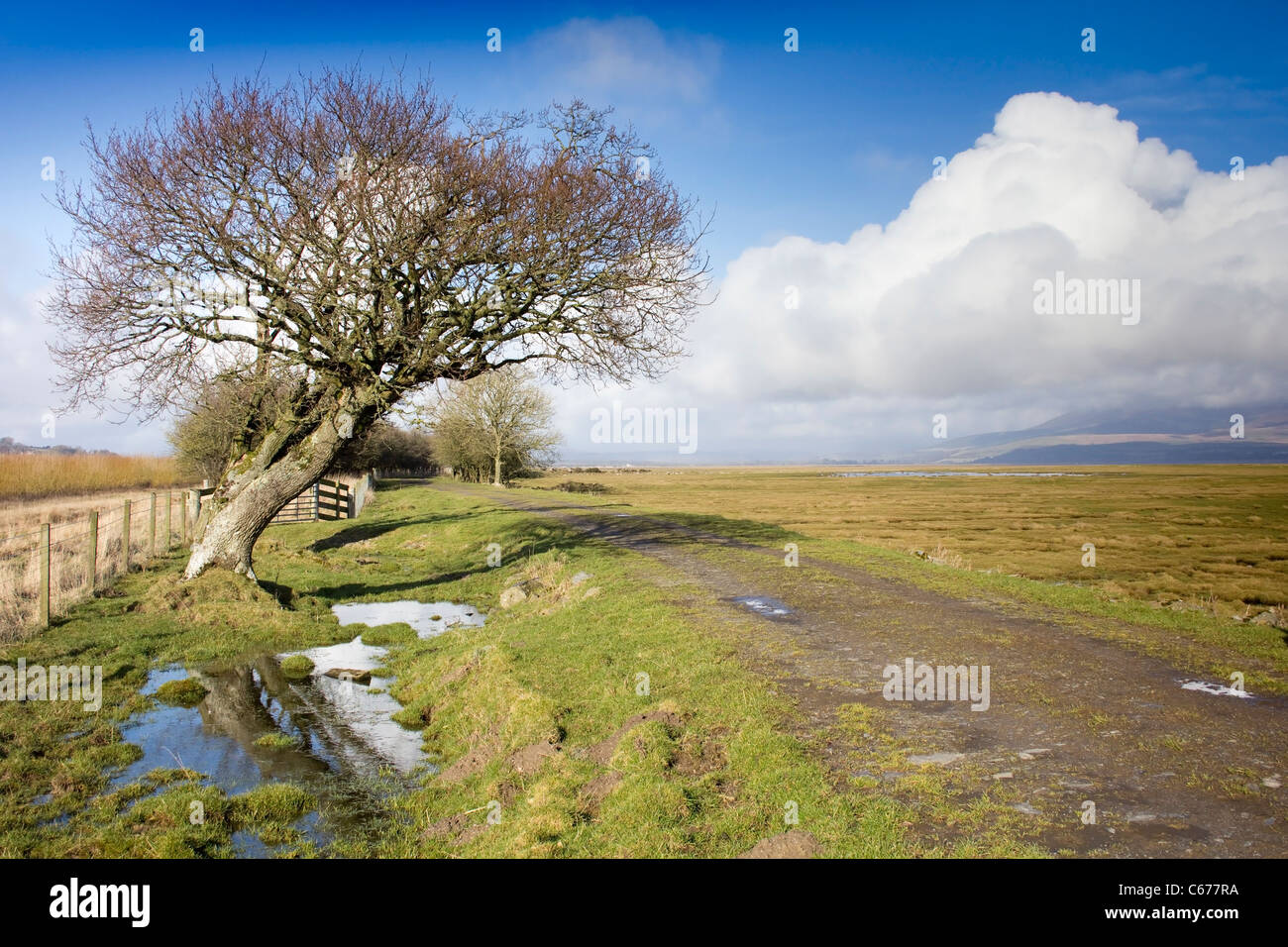 RSPB Crook of Baldoon reserve - Tree with Long Puddle and Track Stock ...