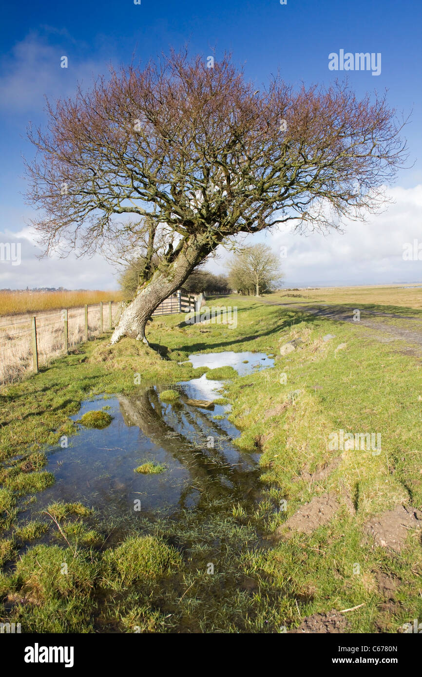RSPB Crook of Baldoon reserve - Tree with Long Puddle Stock Photo - Alamy