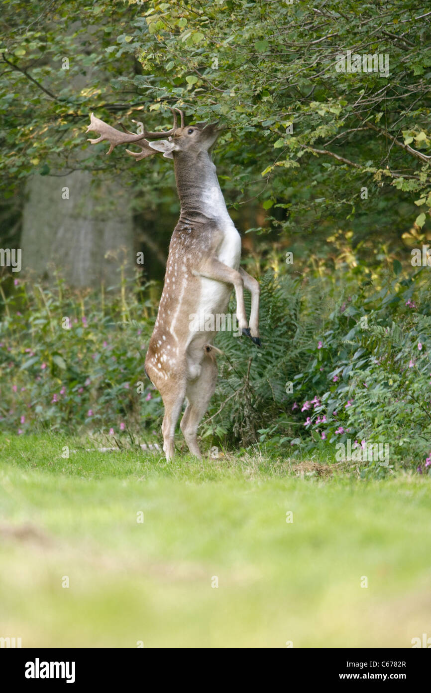 Fallow deer Dama dama eating tree browse Stock Photo - Alamy