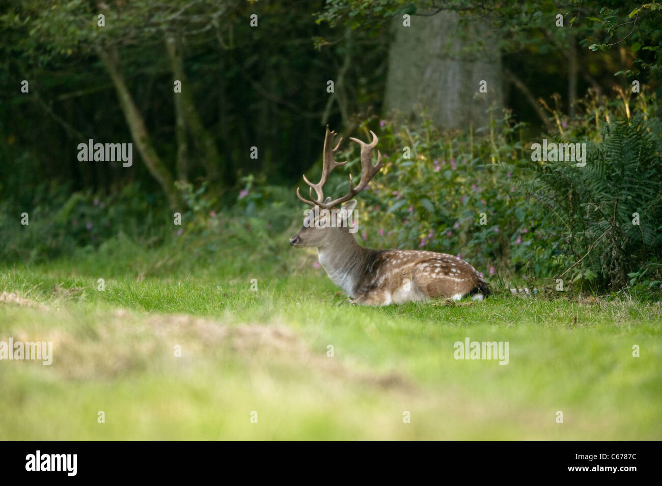 Deer laying down hi-res stock photography and images - Alamy