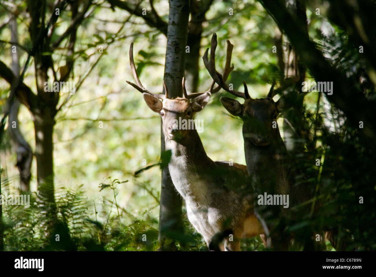 Two Fallow deer bucks Dama dama under trees Stock Photo - Alamy