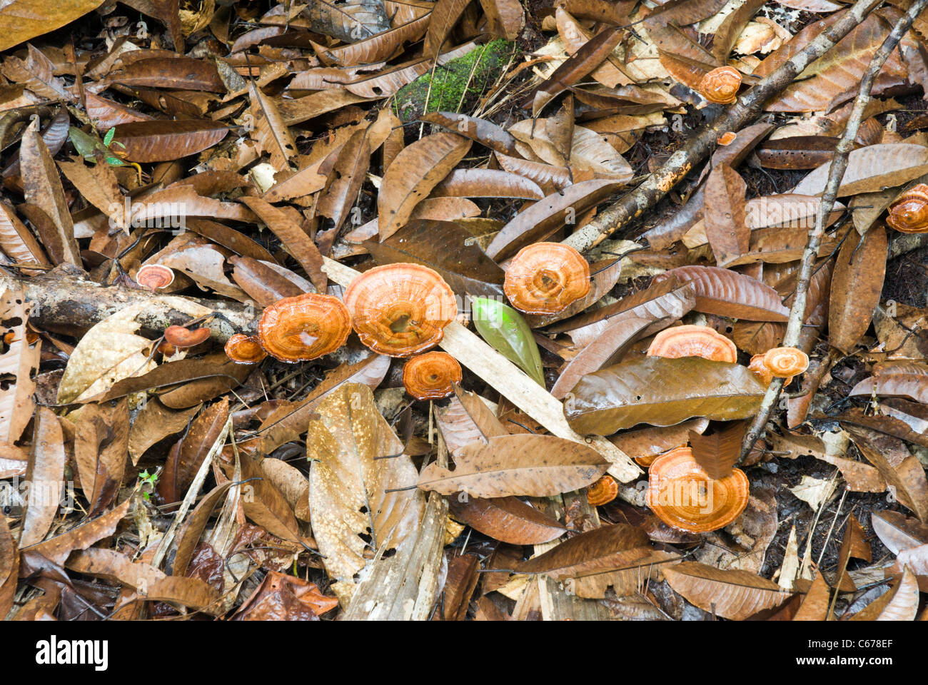 Leaf litter and fungi in lowland tropical rainforest (mixed dipterocarp ...
