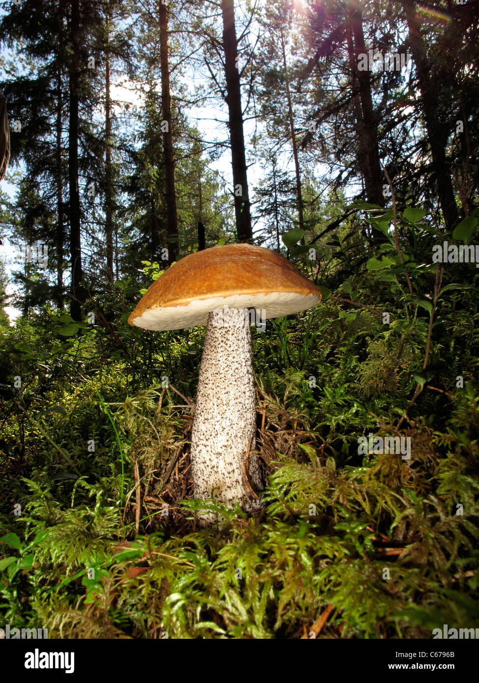 Mushroom Pilz in wild forest Stock Photo - Alamy
