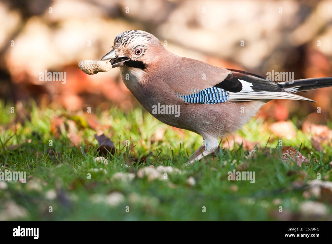 Jay Garrulus glandarius with nut in beak Stock Photo - Alamy