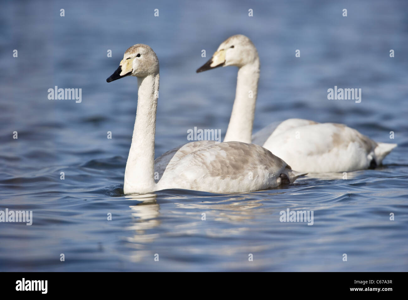 Two whooper swans cygnus hi-res stock photography and images - Alamy
