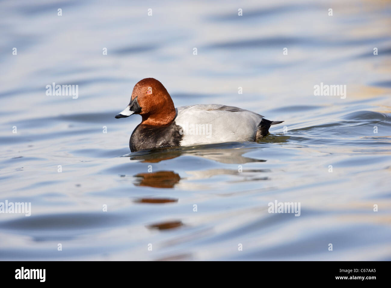 Common Pochard duck Aythya ferina Stock Photo - Alamy