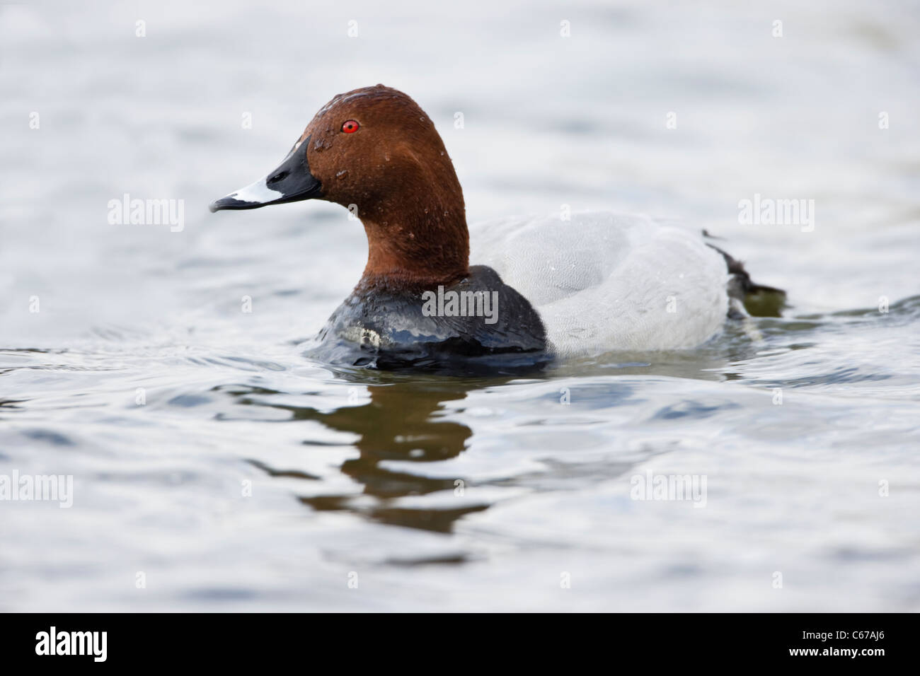 Common Pochard duck Aythya ferina Stock Photo - Alamy