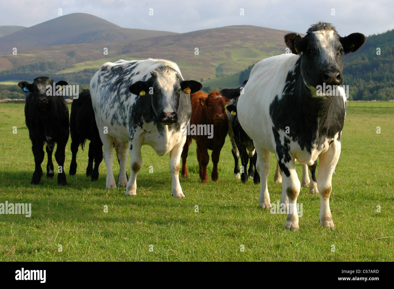 Cows in pasture Stock Photo - Alamy