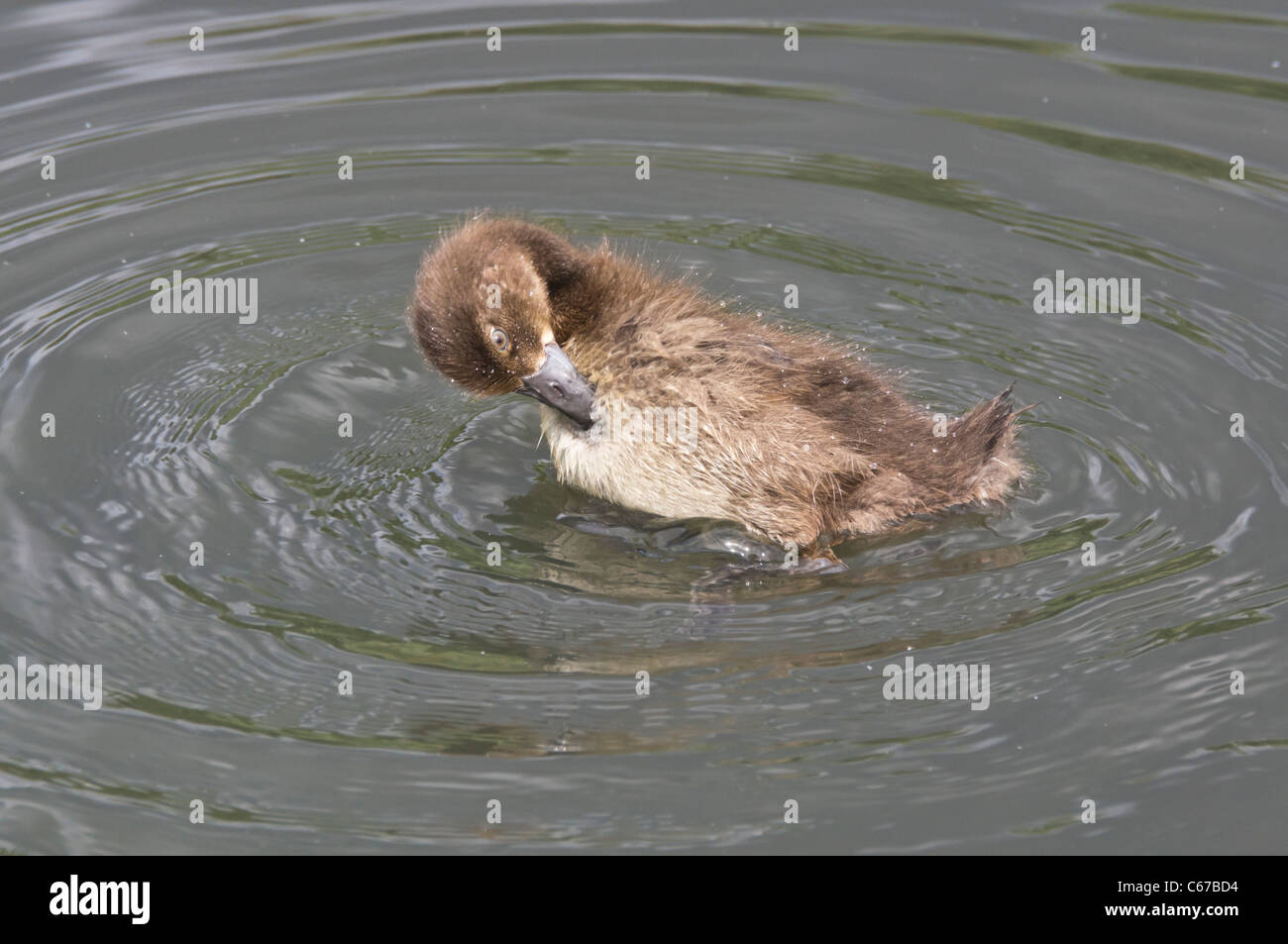 London Wetland Centre, Barnes - WWT site. Duckling preening Stock Photo ...