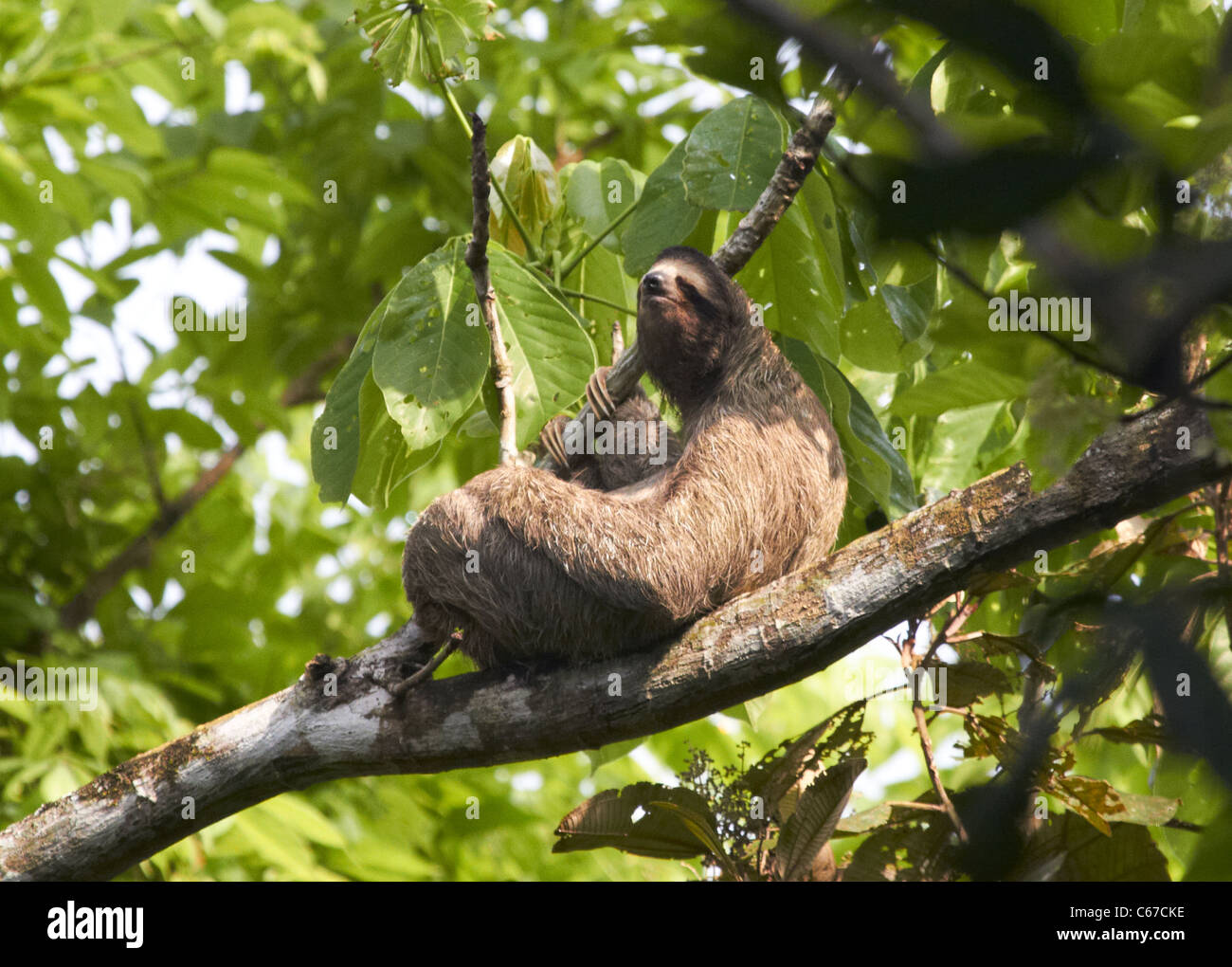 Three toed Sloth in tree Stock Photo - Alamy