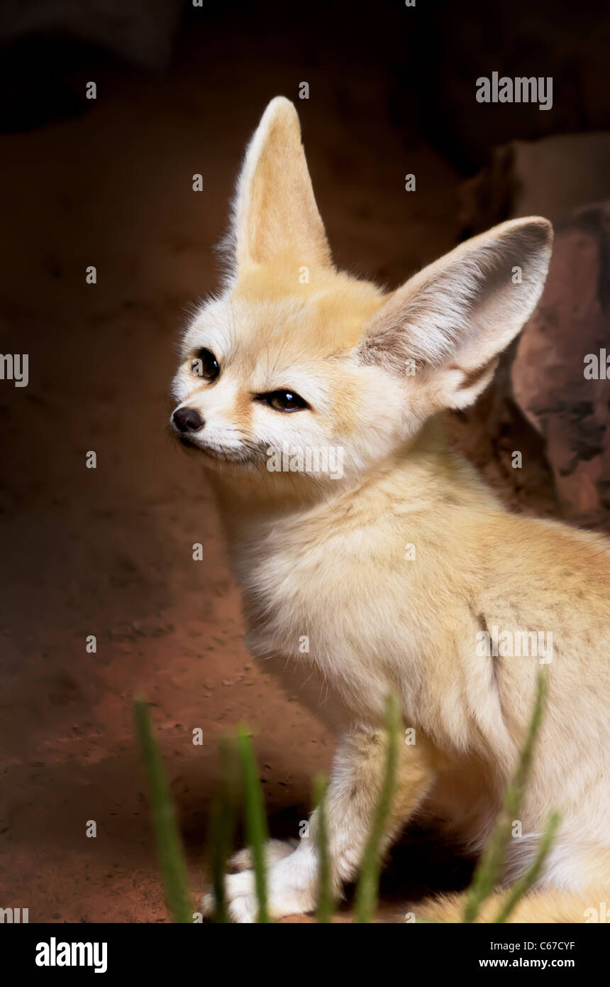 Fennec fox ears hi-res stock photography and images - Alamy