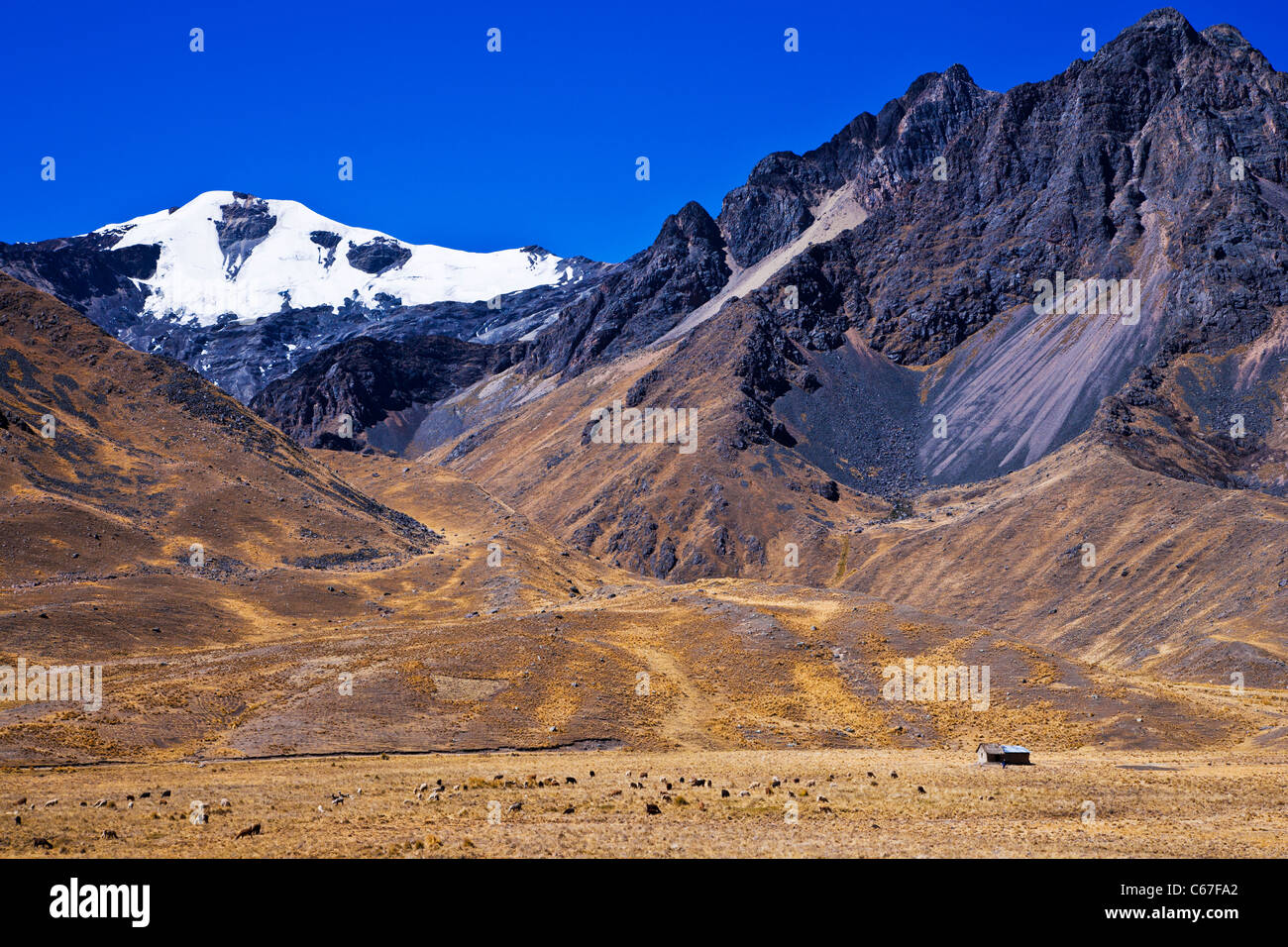 Peru snow llama hi-res stock photography and images - Alamy
