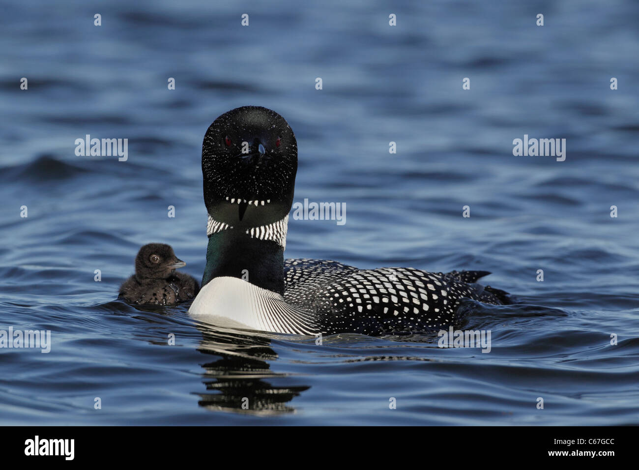 Gavia hi-res stock photography and images - Alamy