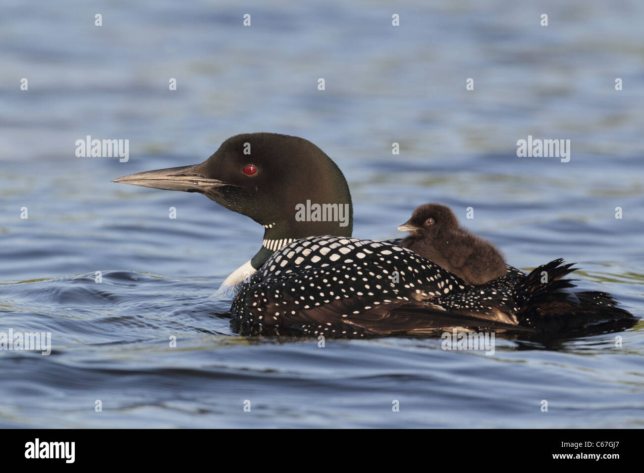 Common loon hi-res stock photography and images - Alamy