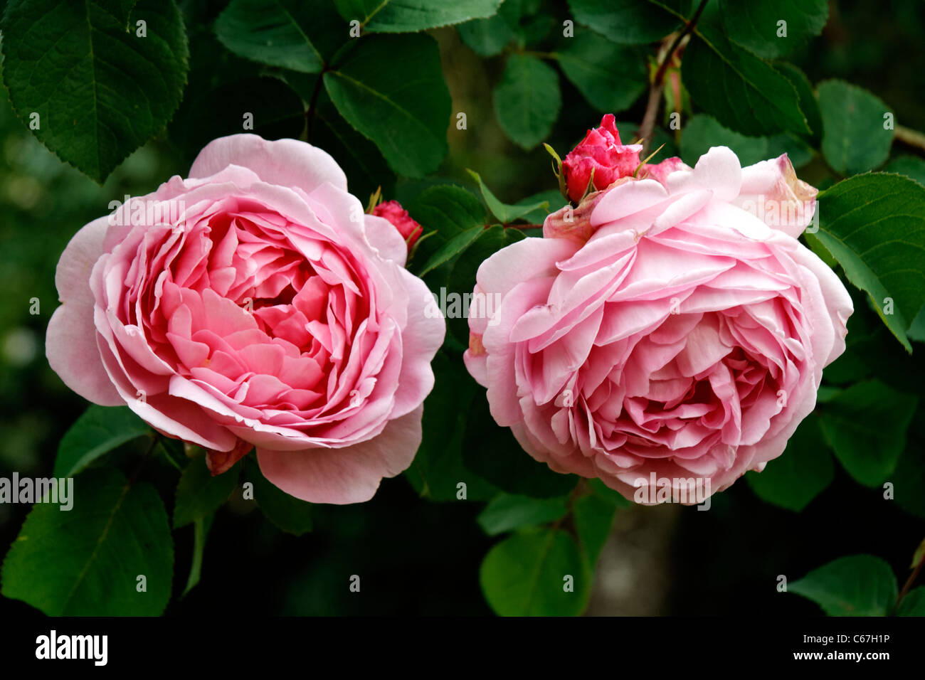 Constance spry hi-res stock photography and images - Alamy